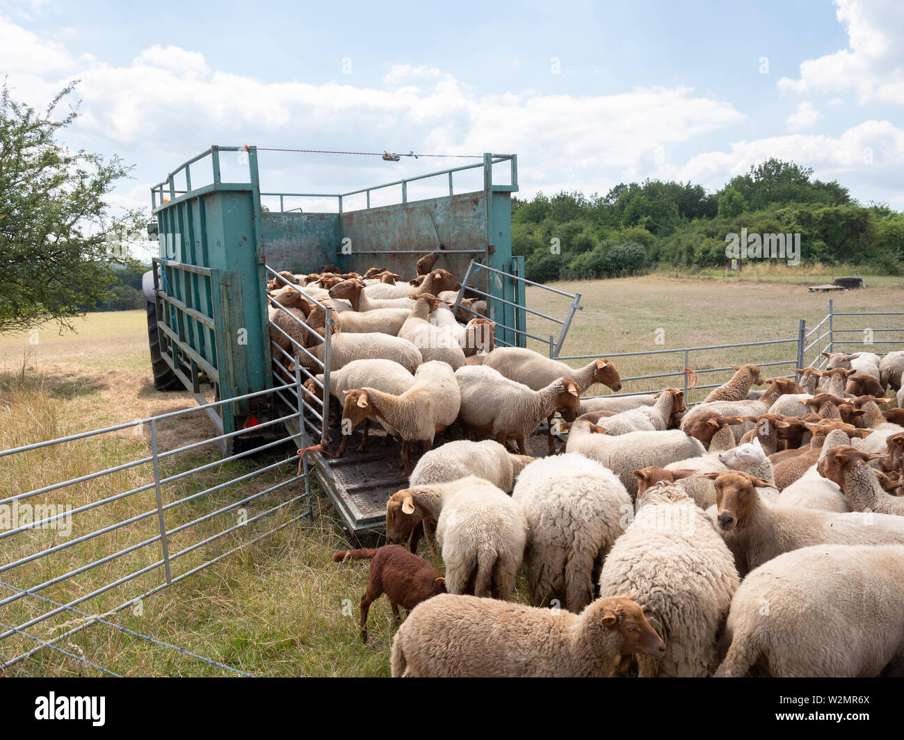 flock of sheep ready for transport on cart behind tractor in the ...