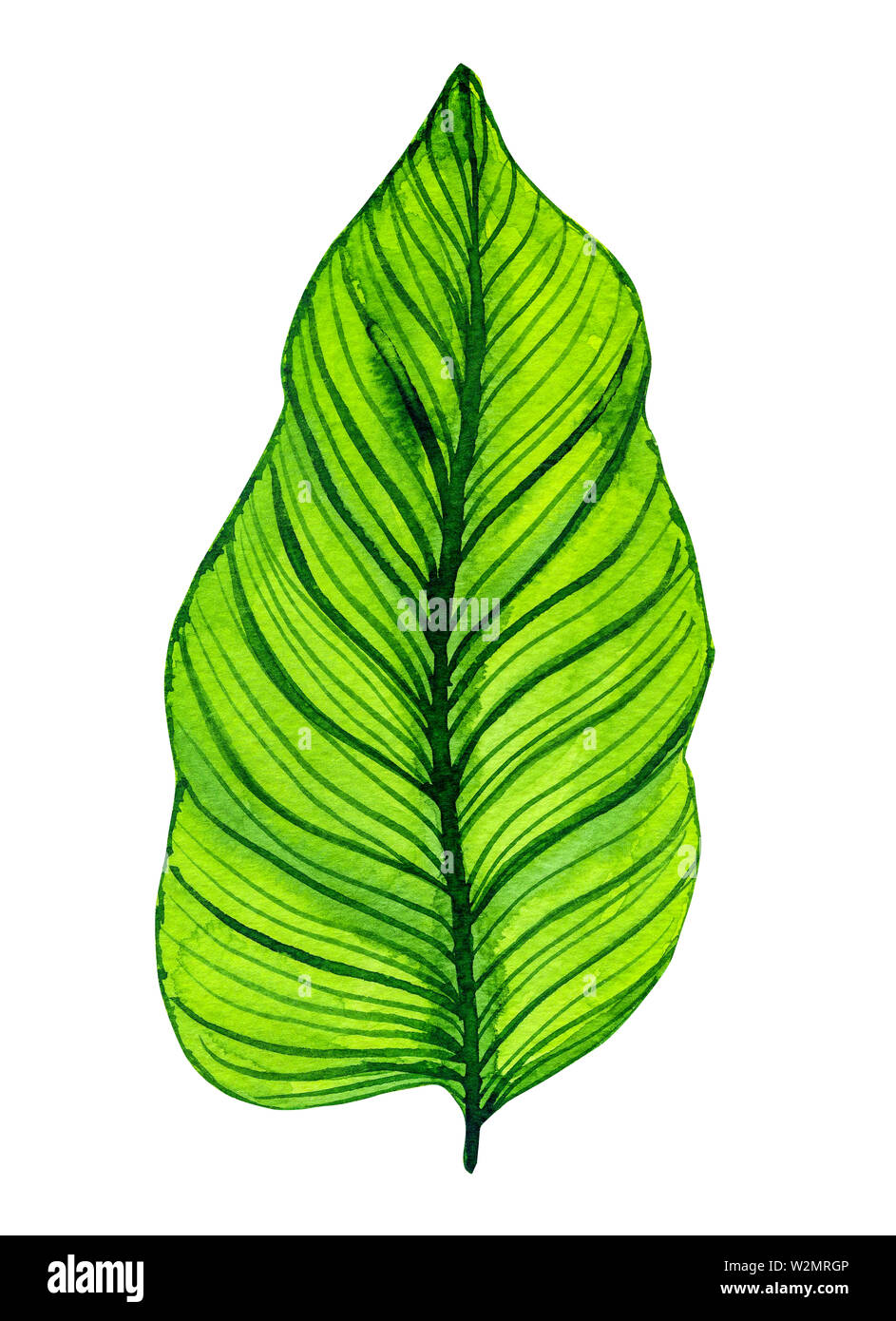 Watercolor green leaf isolated on white background Stock Photo - Alamy