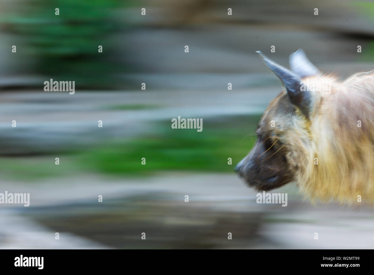 Brown hyena hiena parda hi-res stock photography and images - Alamy