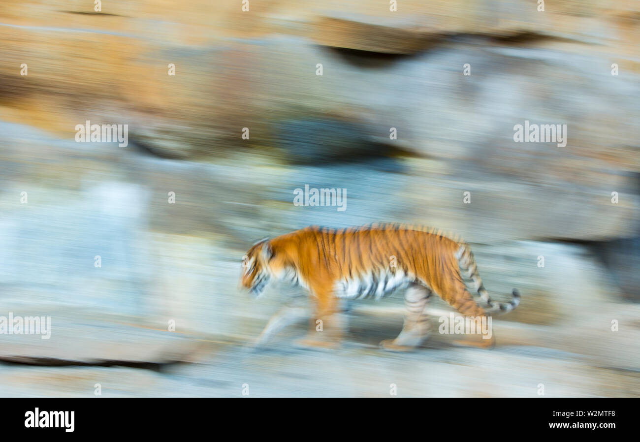 Indochinese tiger (Panthera tigris corbetti Stock Photo - Alamy