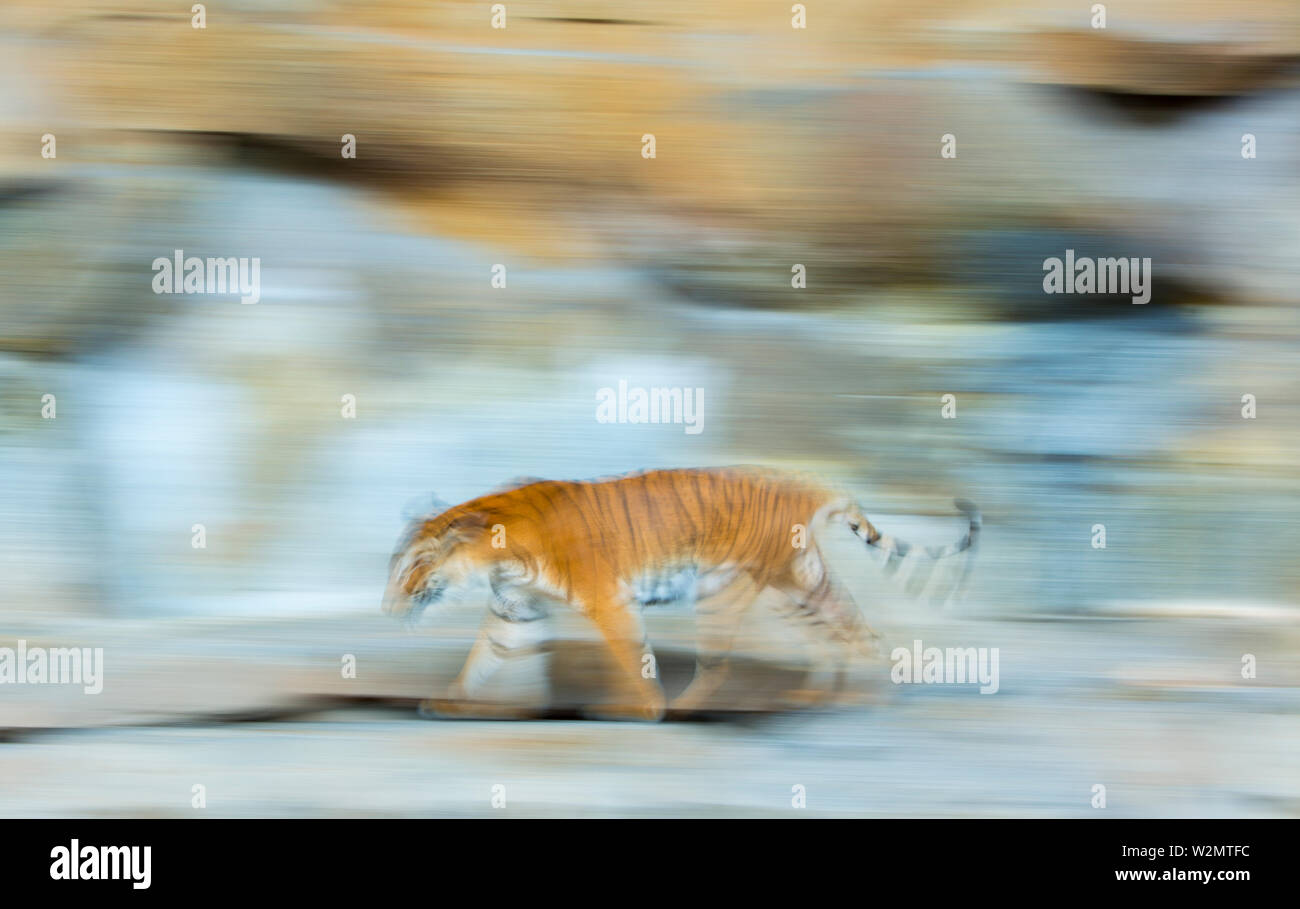 Indochinese tiger (Panthera tigris corbetti Stock Photo - Alamy
