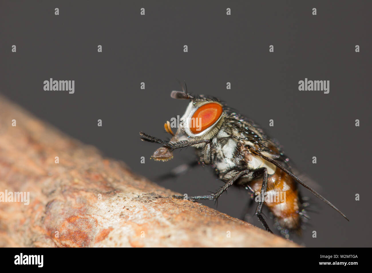 Parasite fly tachinidae hi-res stock photography and images - Alamy