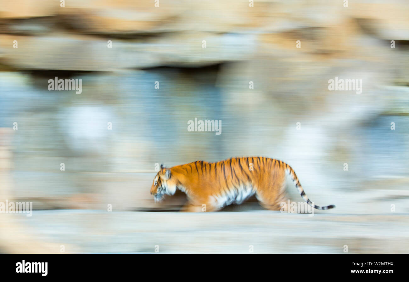 Indochinese tiger (Panthera tigris corbetti Stock Photo - Alamy