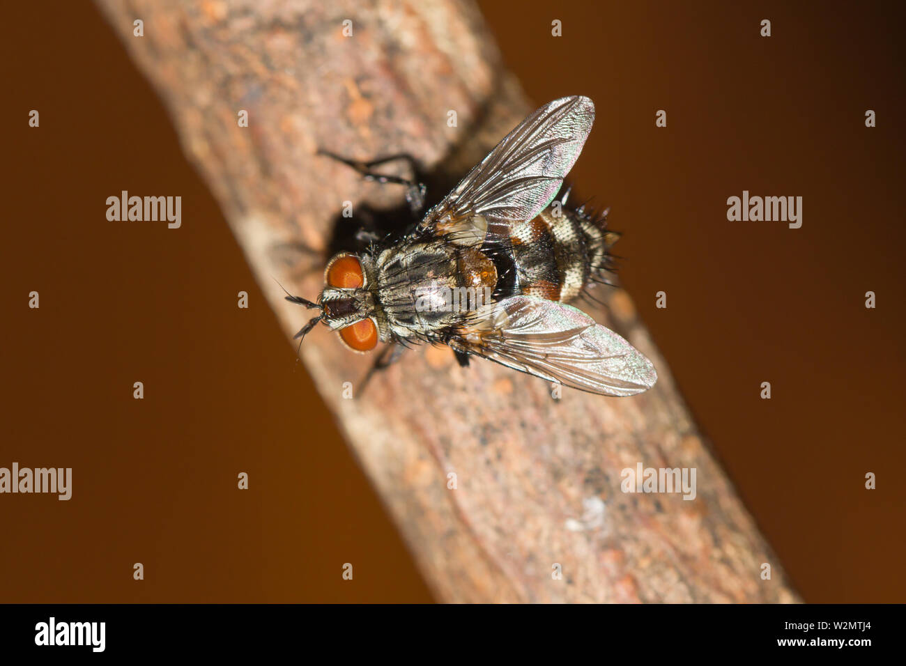 Privet hawk-moth parasite fly Stock Photo - Alamy