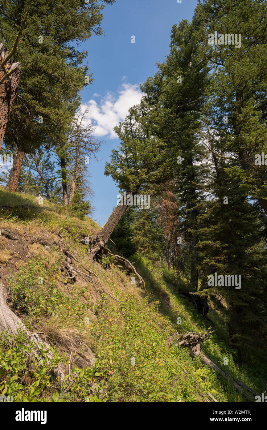 landscape and trees at Trout Lake in Lamar Valley in Yellowstone ...