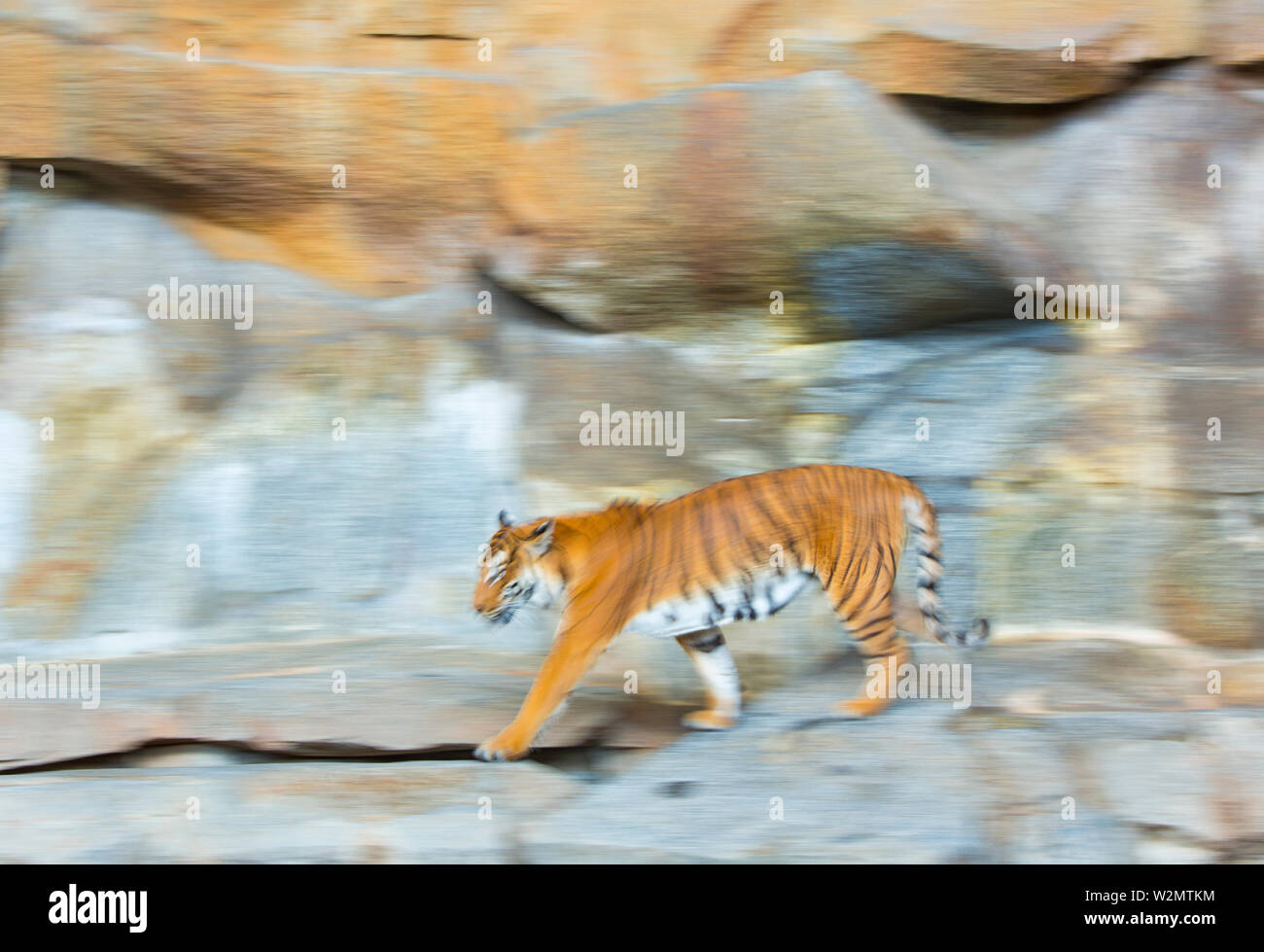 Indochinese tiger (Panthera tigris corbetti Stock Photo - Alamy