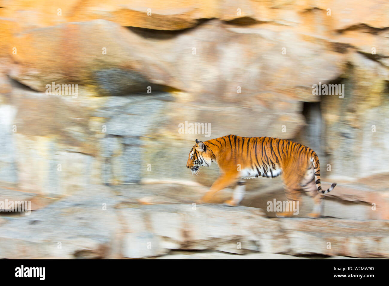 Indochinese tiger (Panthera tigris corbetti Stock Photo - Alamy