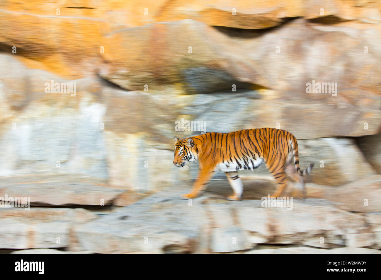 Indochinese tiger (Panthera tigris corbetti Stock Photo - Alamy