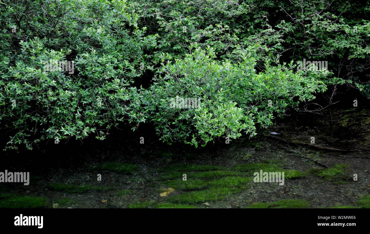 Trees overhanging Buttermere Dubs stream in the Lake District National ...