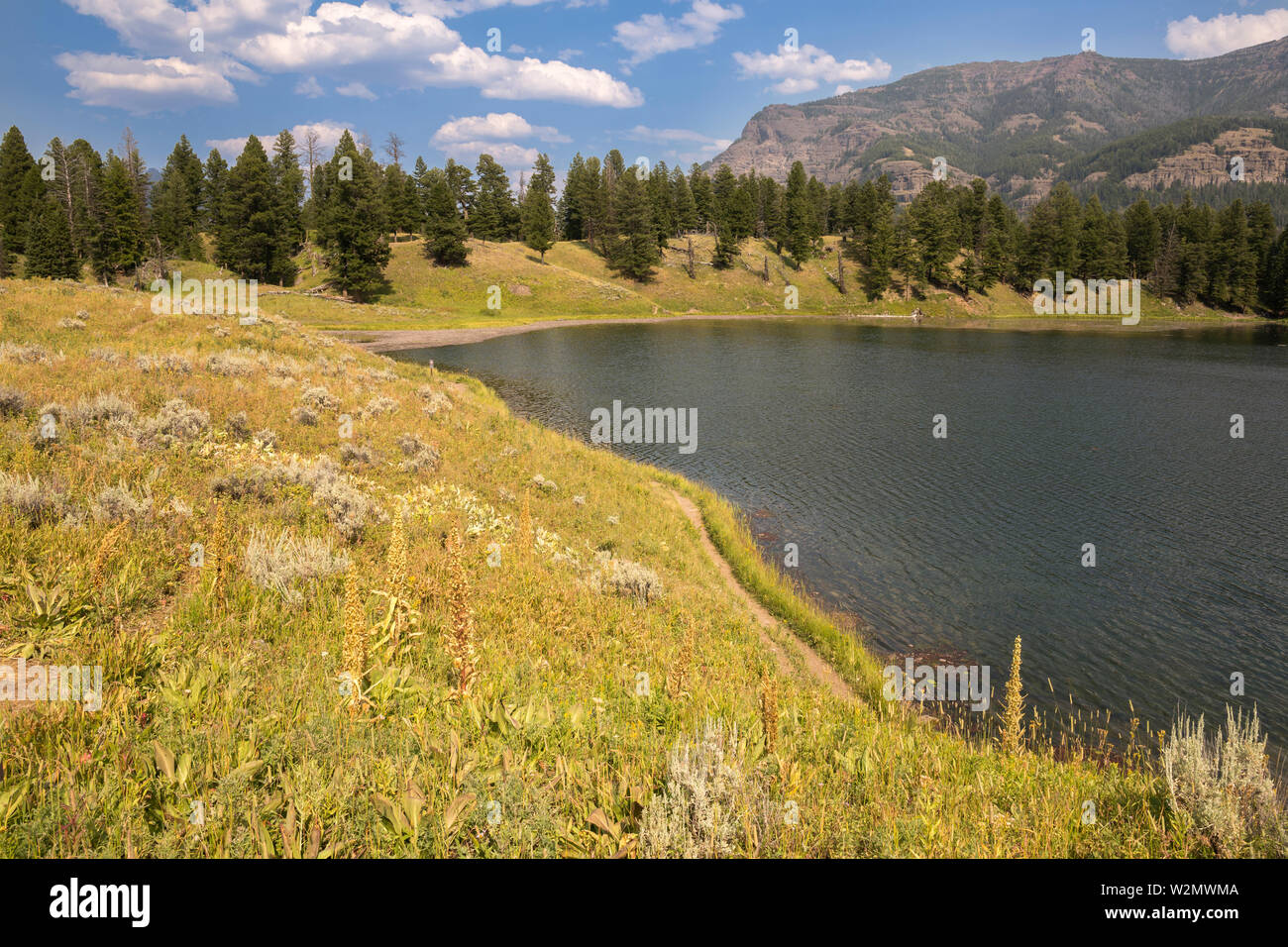 landscape and trees at Trout Lake in Lamar Valley in Yellowstone ...