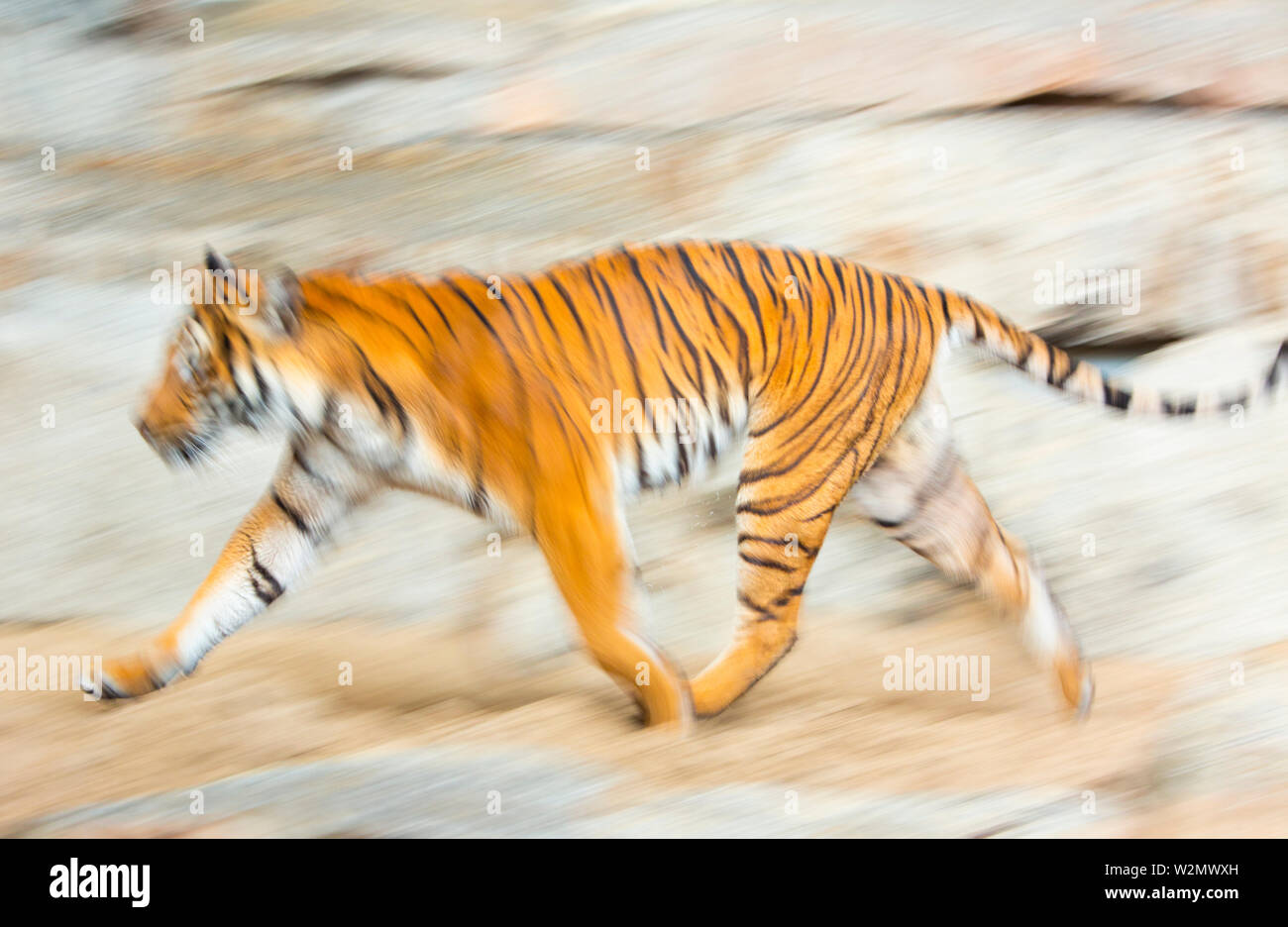 Indochinese tiger (Panthera tigris corbetti Stock Photo - Alamy