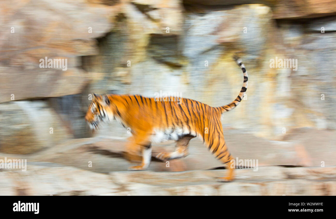 Indochinese tiger (Panthera tigris corbetti Stock Photo - Alamy
