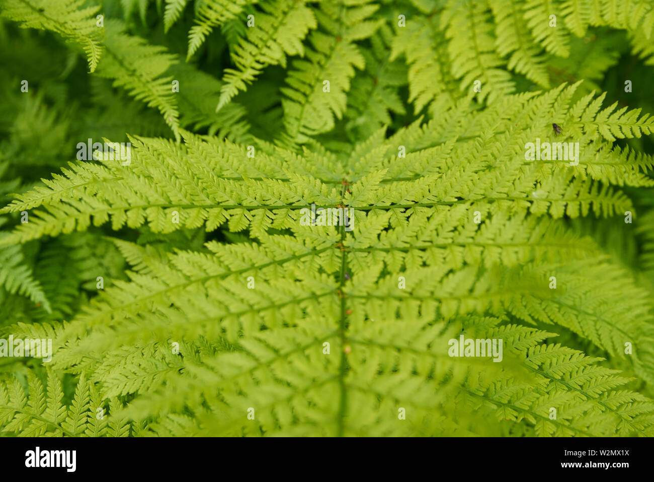 Undergrowth, Signaldalen, Norway Stock Photo - Alamy