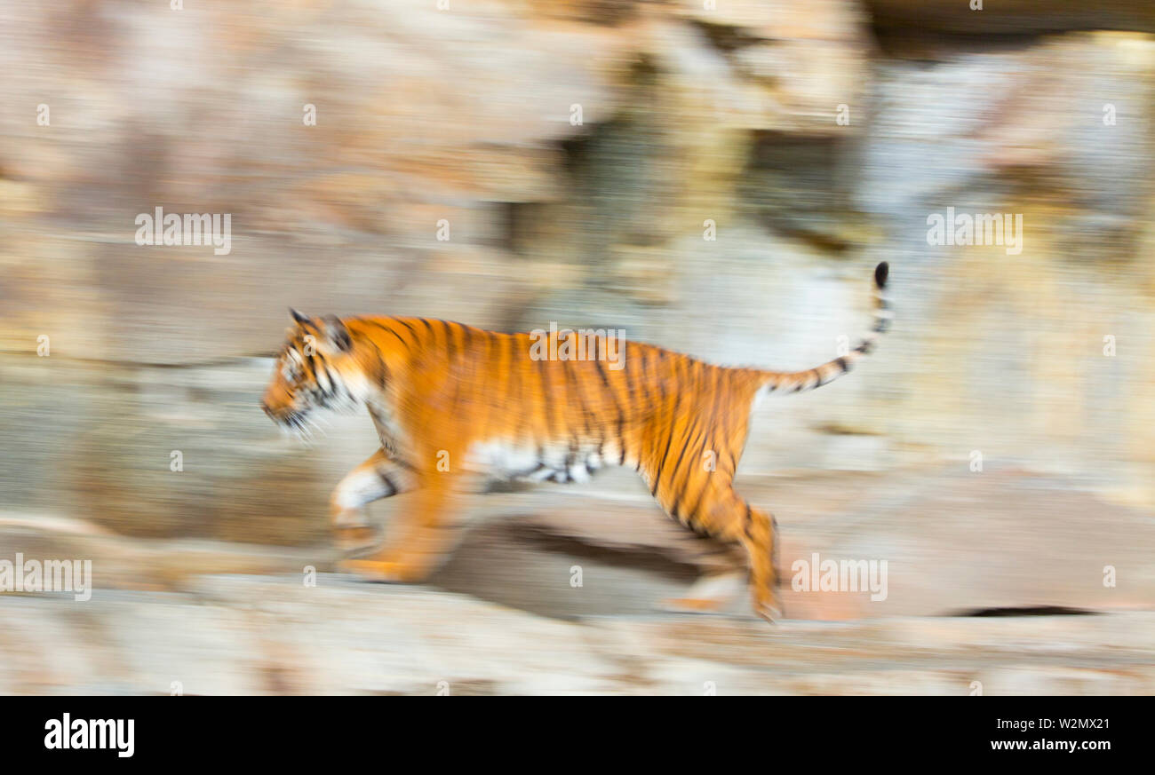 Indochinese tiger (Panthera tigris corbetti Stock Photo - Alamy