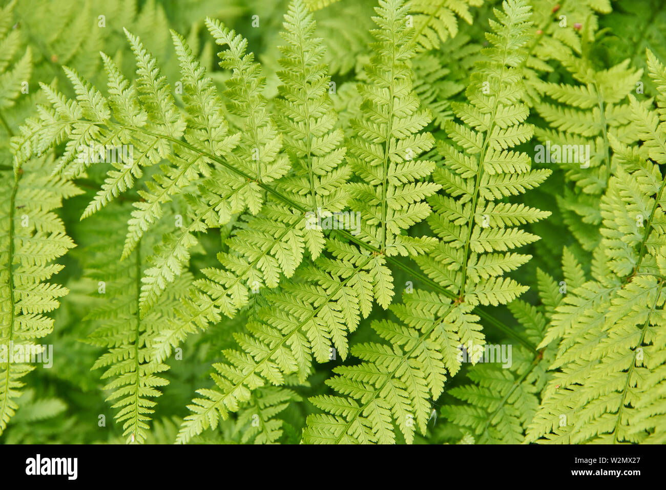 Signaldalen hi-res stock photography and images - Alamy