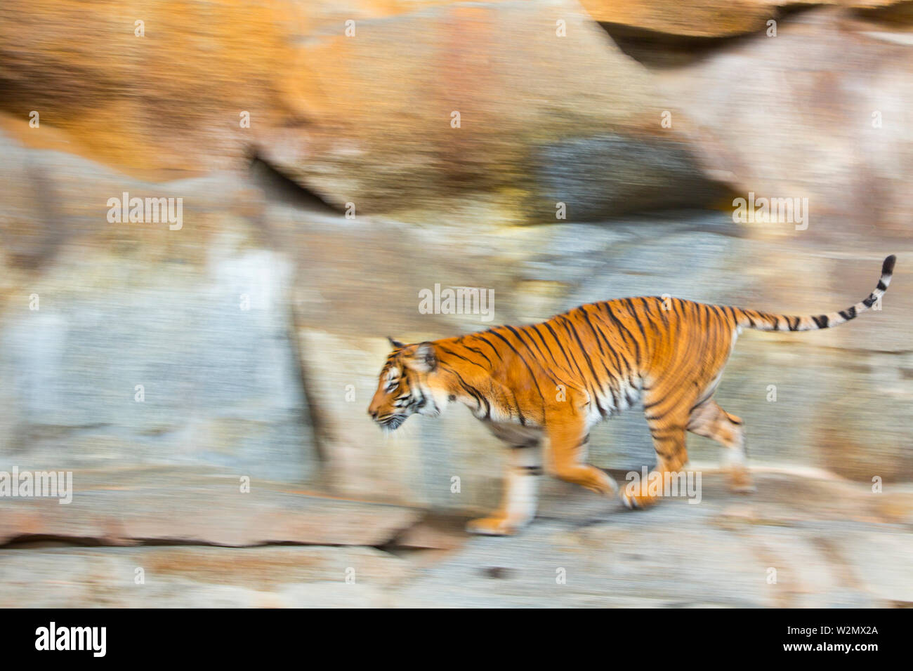 Indochinese tiger (Panthera tigris corbetti Stock Photo - Alamy