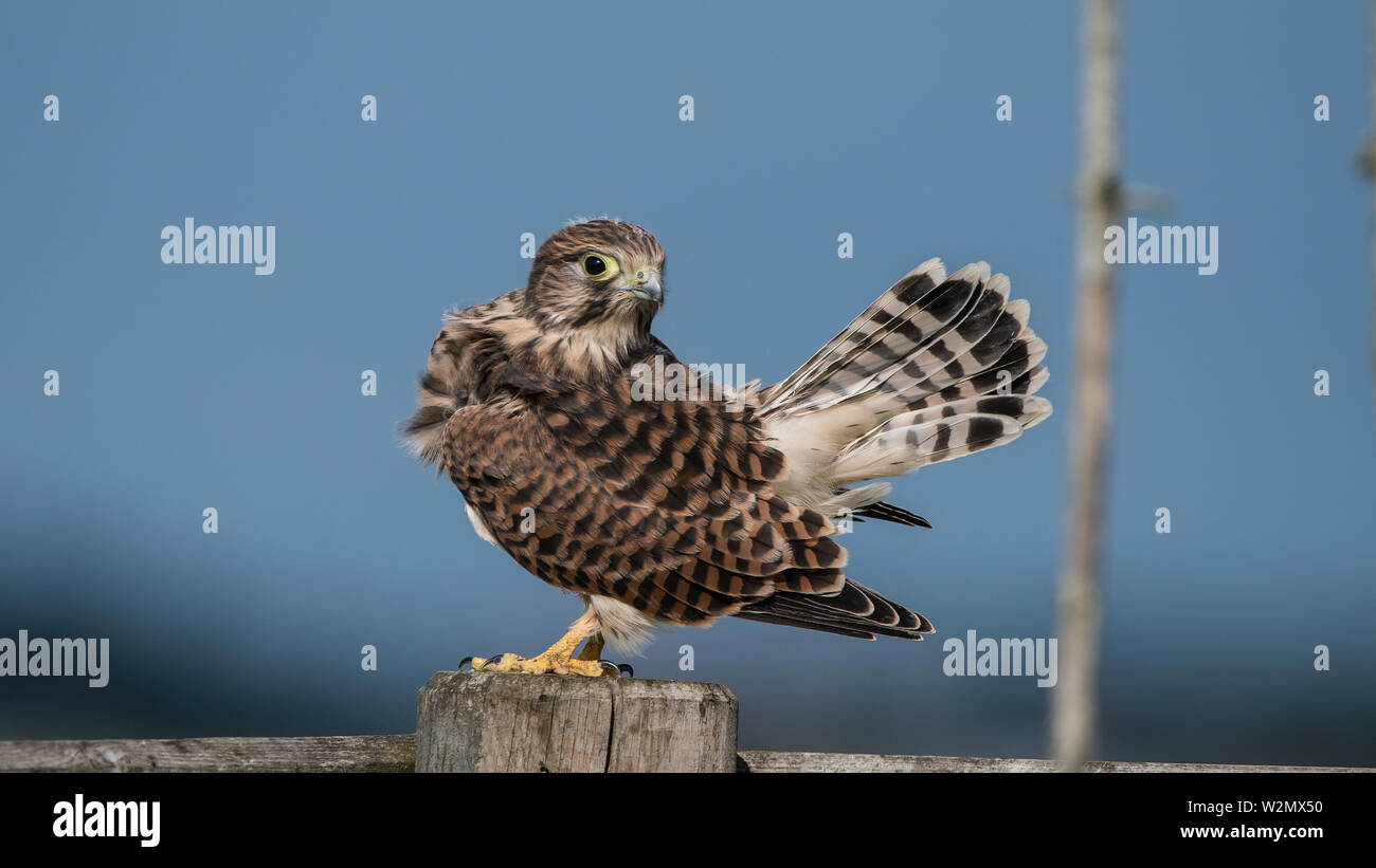 Fluffy kestrels hi-res stock photography and images - Alamy