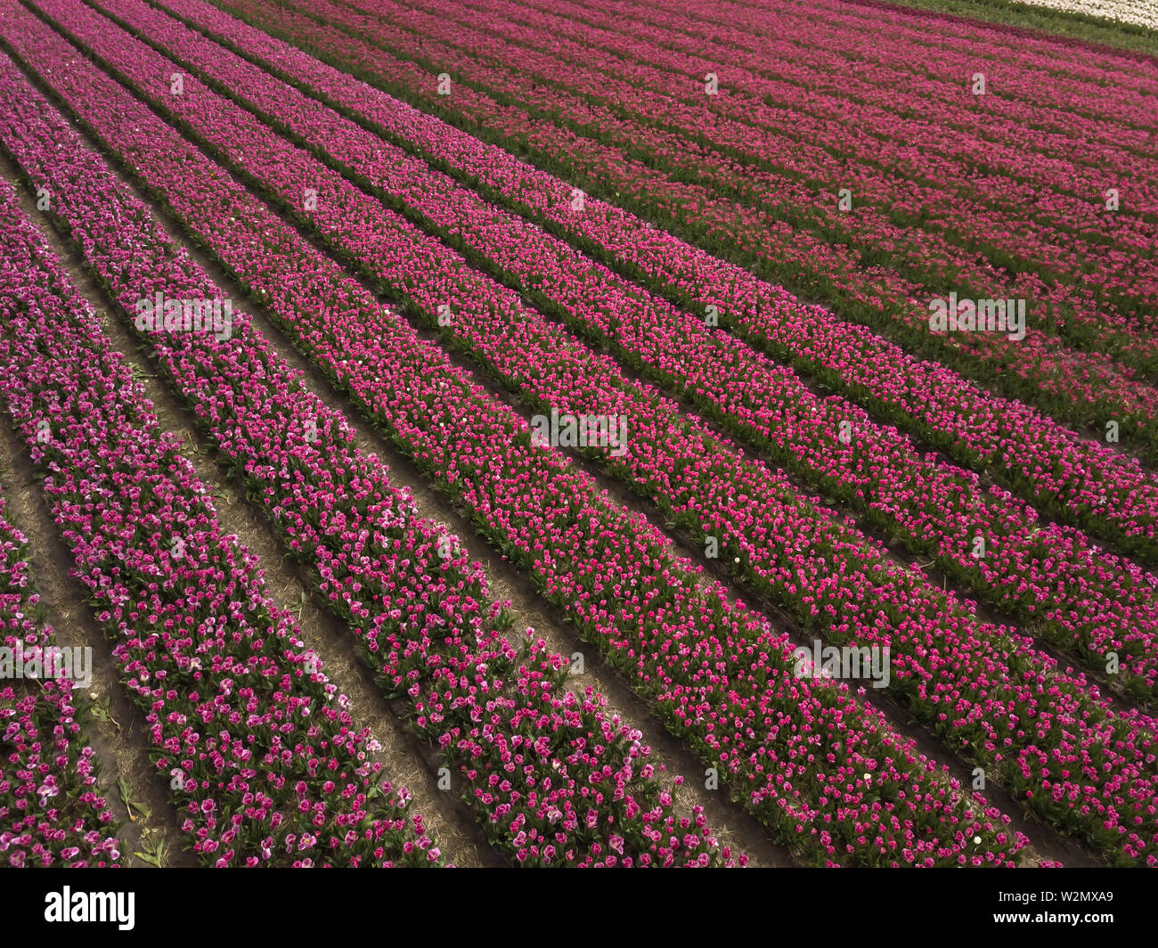 Beautiful romantic aerial shot flying hi-res stock photography and ...