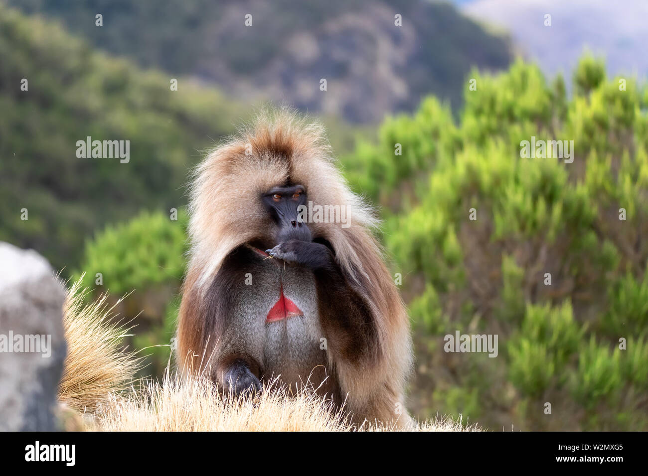big male of endemic animal Gelada monkey on rock, with mountain view ...