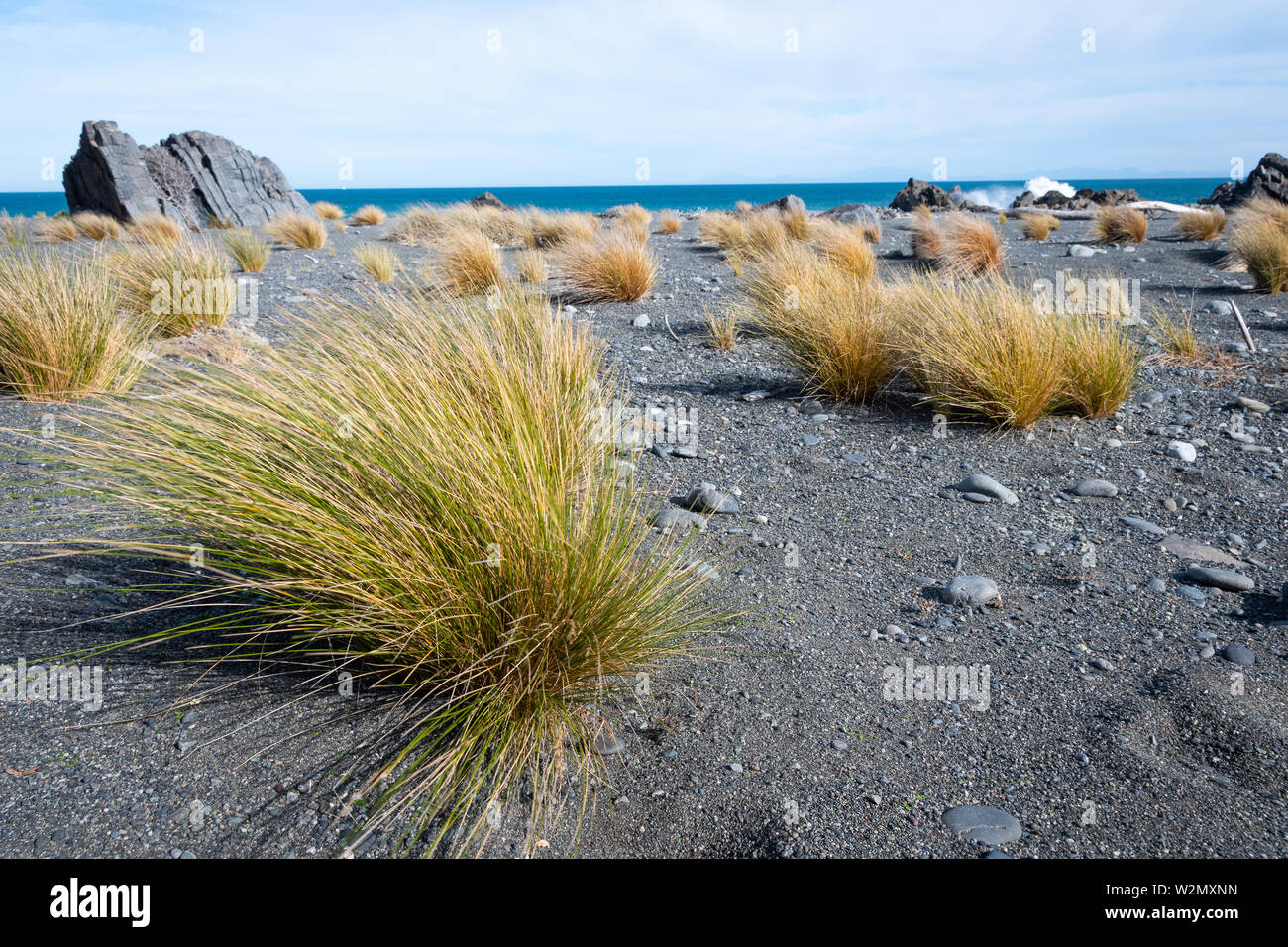Beach Grass