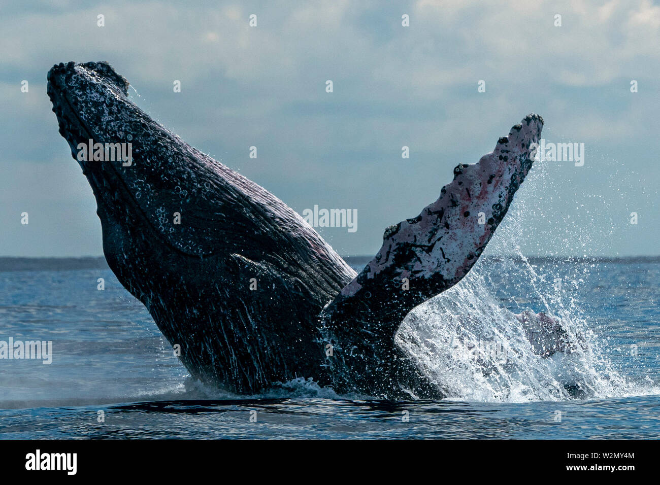 humpback whale breaching on pacific ocean background in cabo san lucas ...