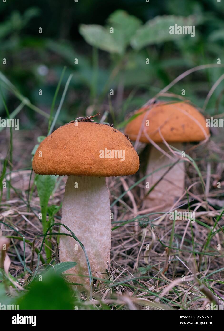 Red capped scaber stalk hi-res stock photography and images - Alamy