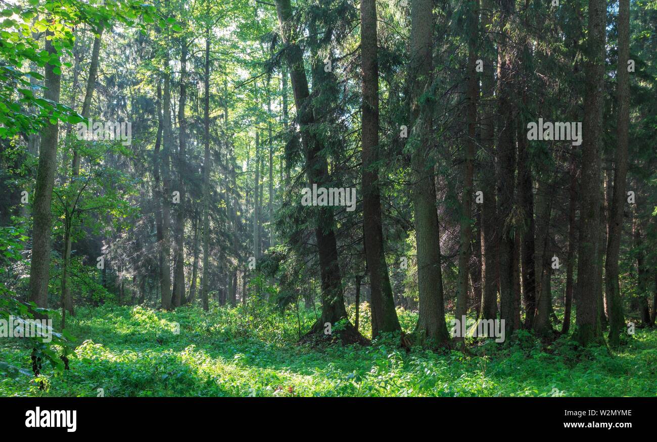 Shaddy hi-res stock photography and images - Alamy