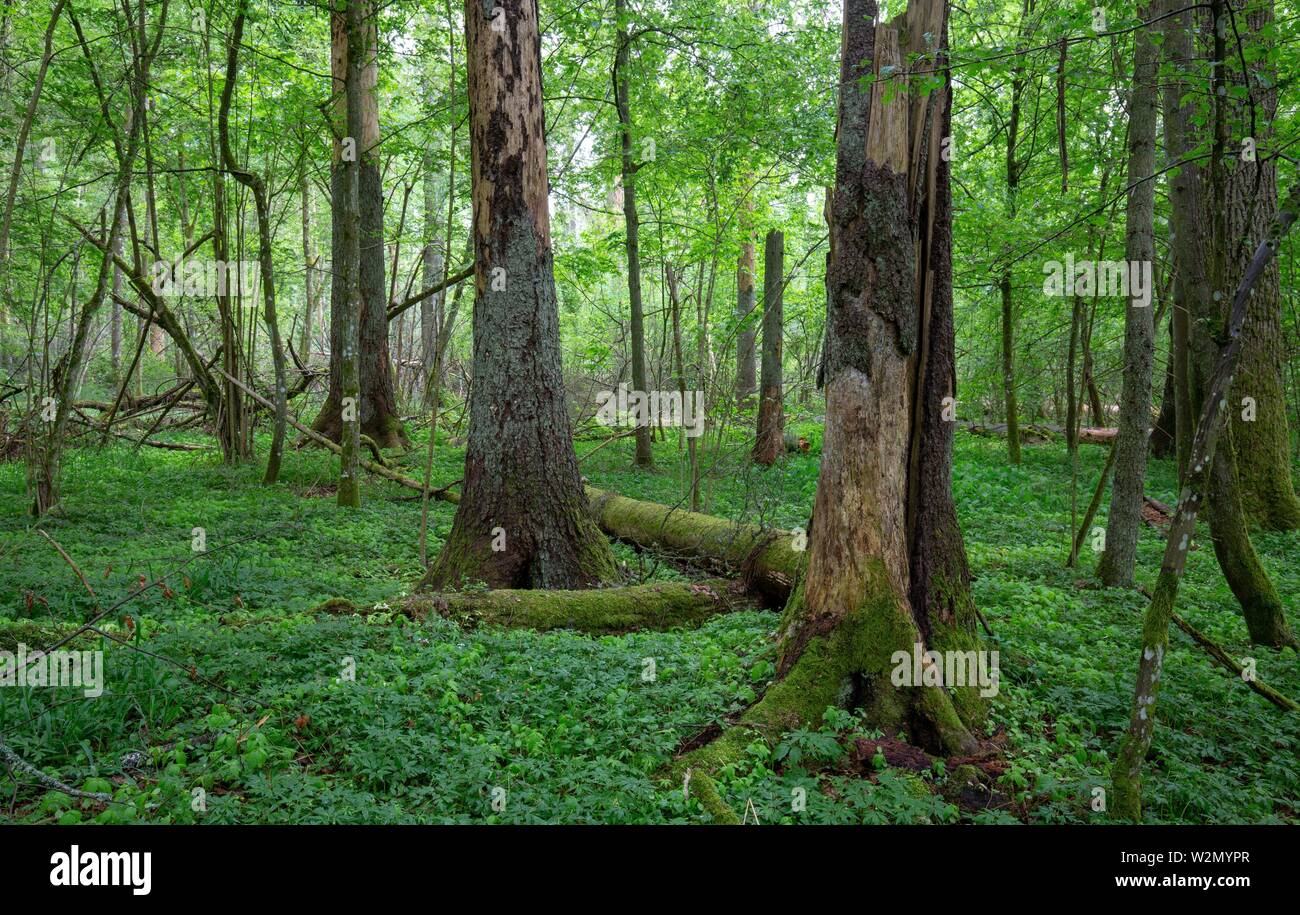 Dead Deciduous Tree High Resolution Stock Photography and Images - Alamy