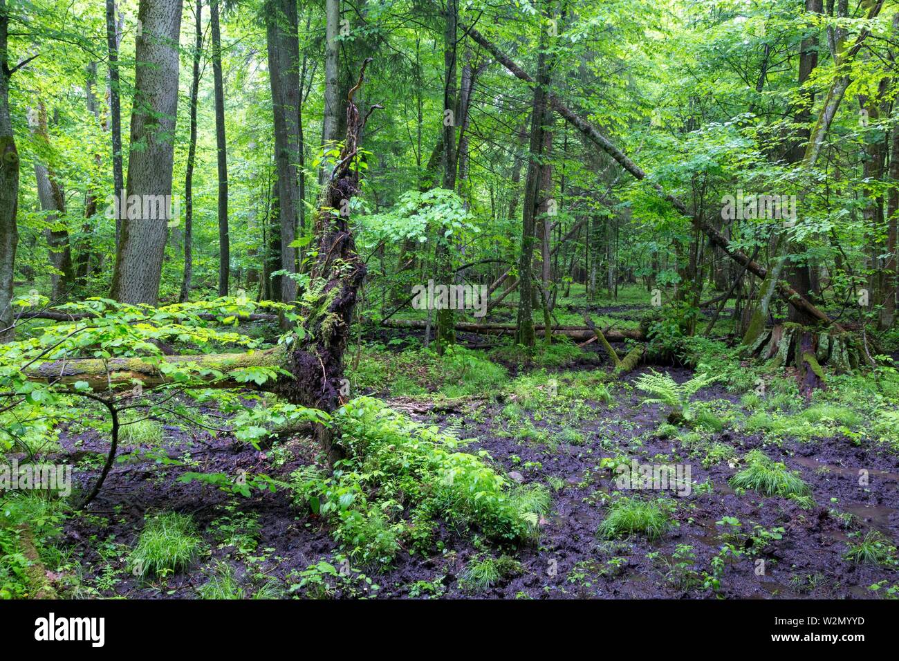 Fern stand hi-res stock photography and images - Alamy