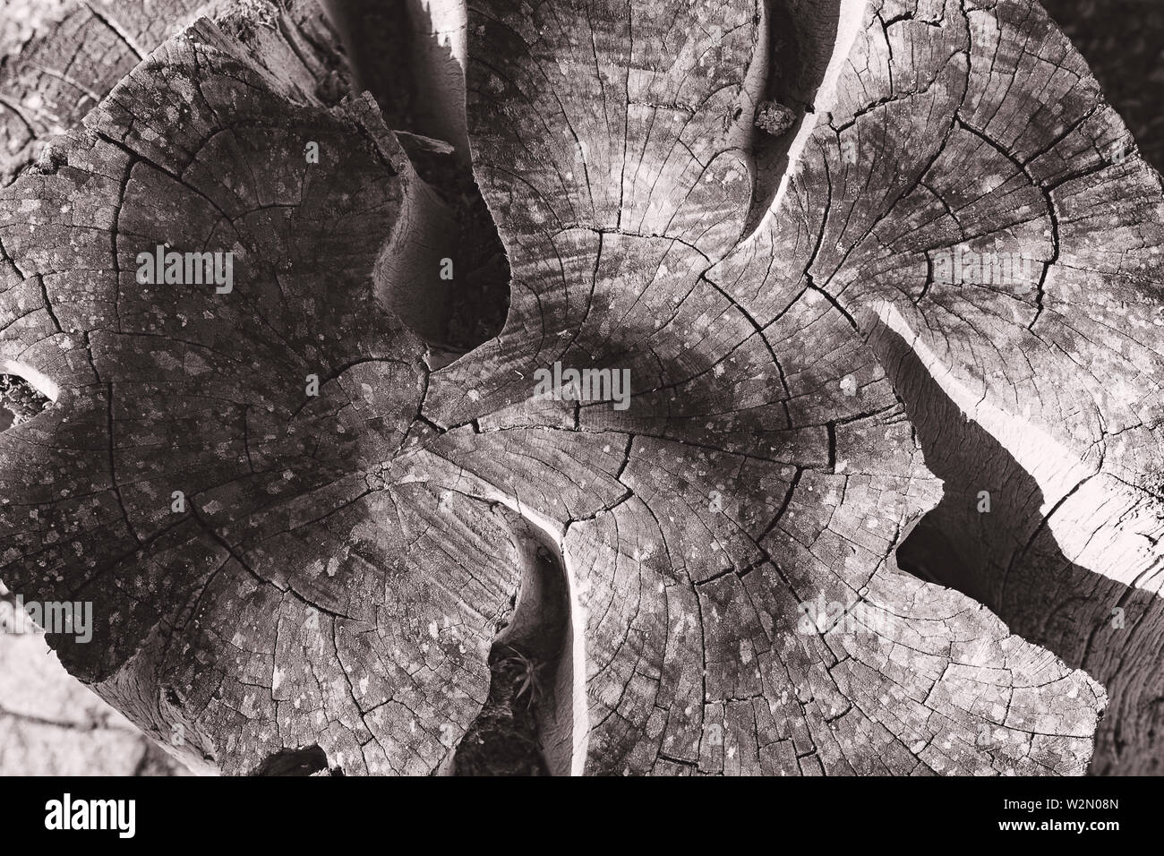 Black and white tree rings. Tree stump with annual rings as a wood ...