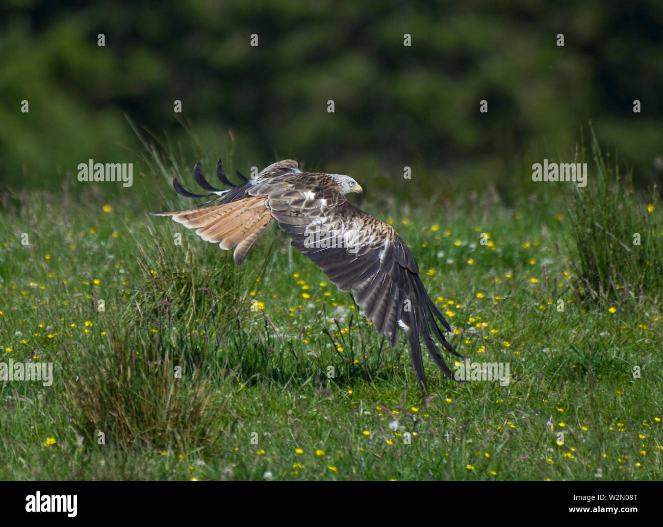 Red kite is hunting hi-res stock photography and images - Alamy