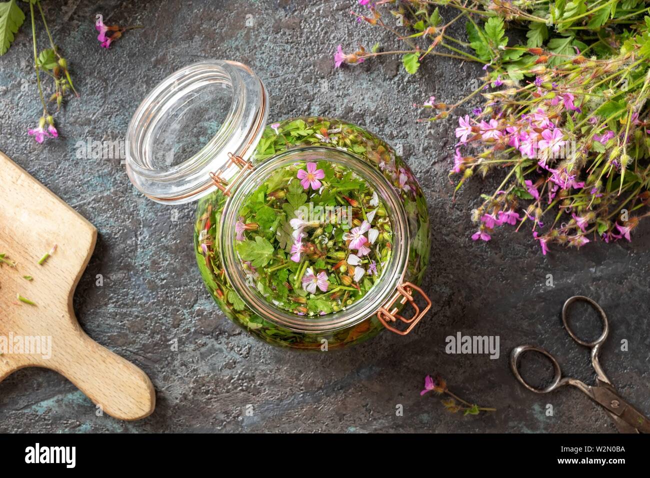 Preparation of homemade tincture from fresh herb-Robert, top view Stock ...