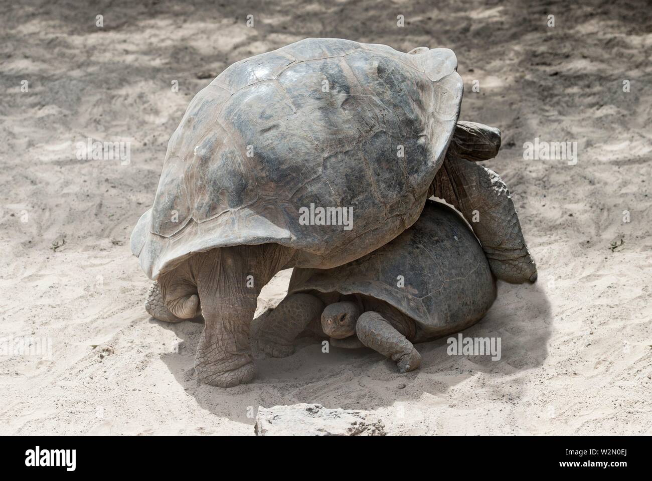 Breeding horizontal hi-res stock photography and images - Alamy