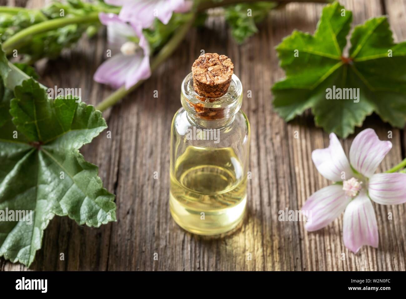 Common mallow malva neglecta malva hi-res stock photography and images ...