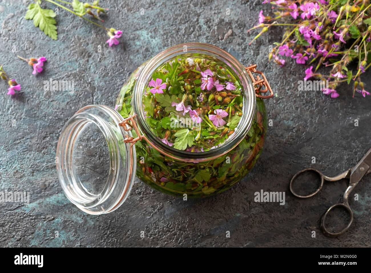 Preparation of alcohol tincture from fresh herb-Robert plant Stock ...