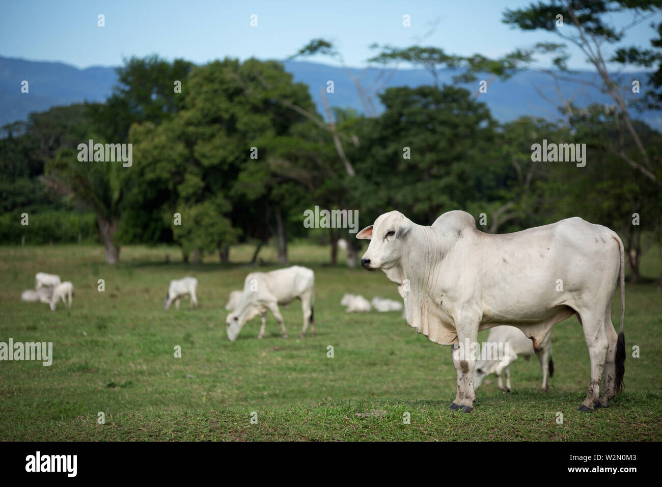 Amazon Deforestation Cattle