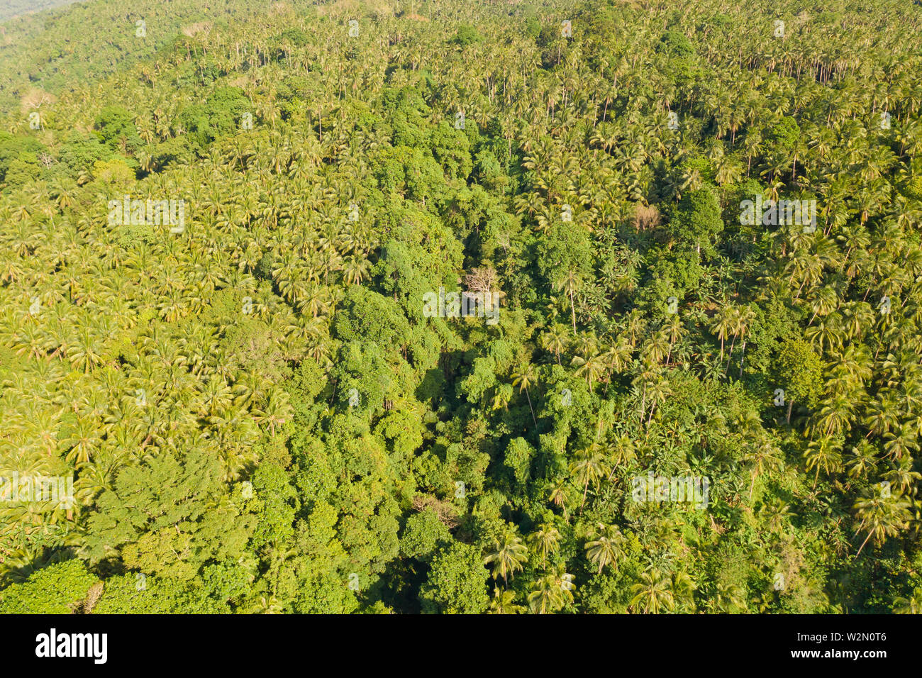 Tropical forest in sunny weather, view from above. Coconut palms and ...