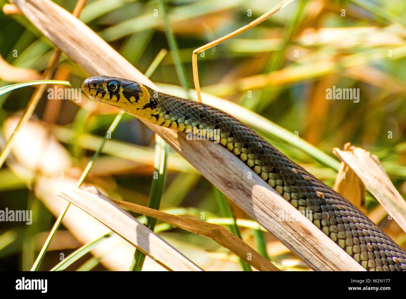 European Grass Snake High Resolution Stock Photography and Images - Alamy