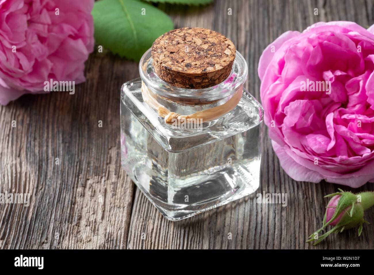 Cabbage rose hi-res stock photography and images - Alamy