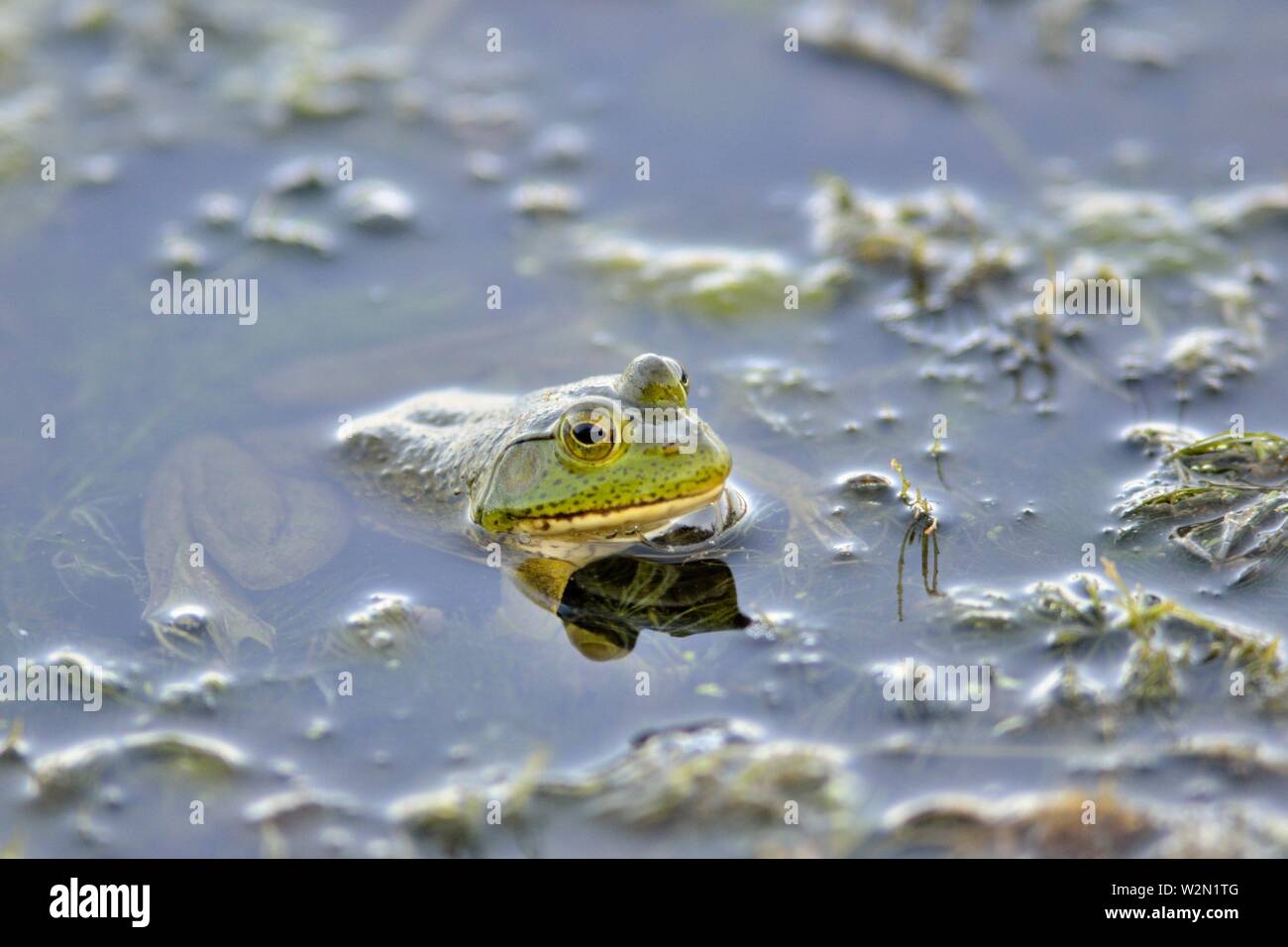 Greek frog hi-res stock photography and images - Alamy