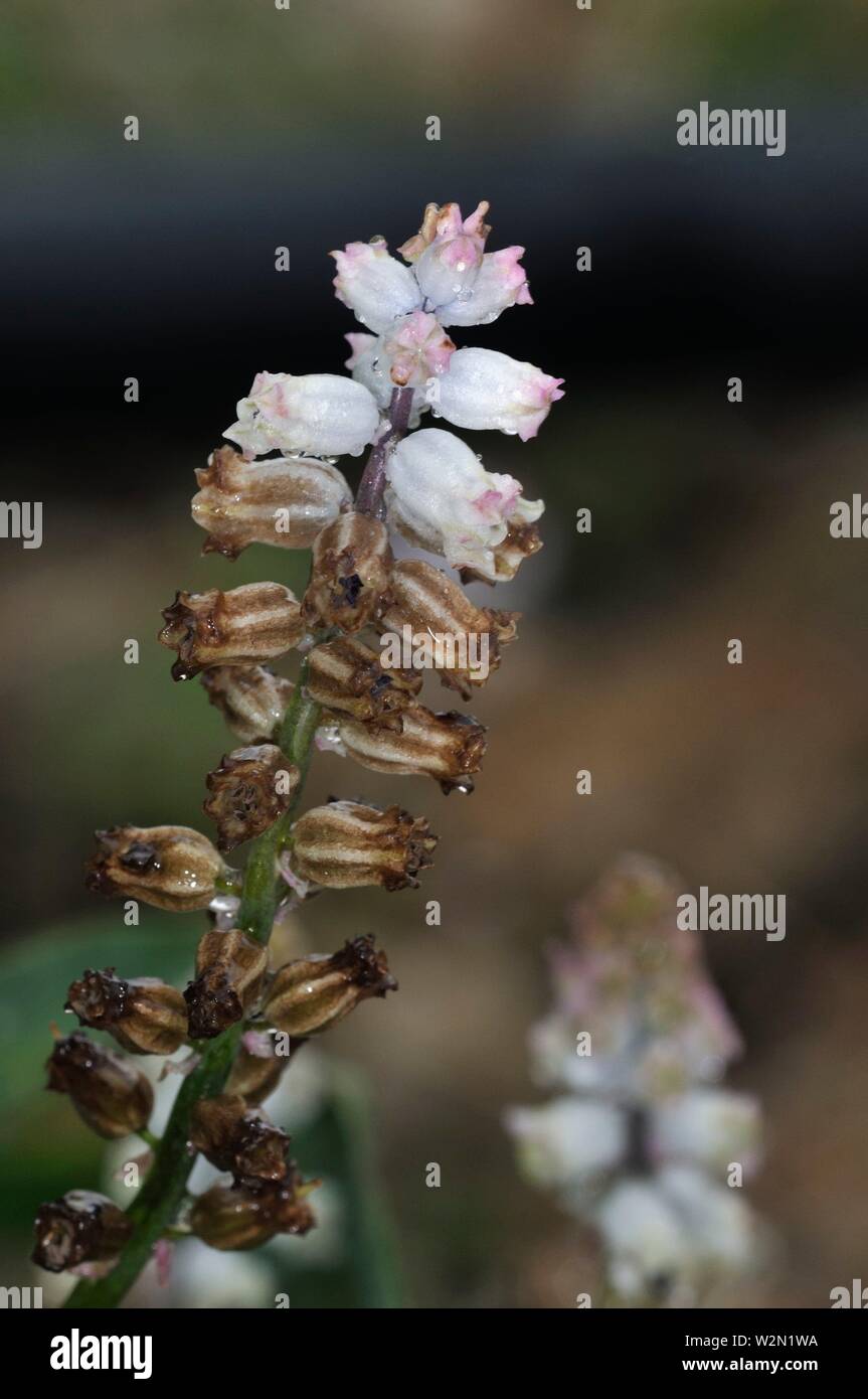 Bellevalia brevipedicellata hi-res stock photography and images - Alamy