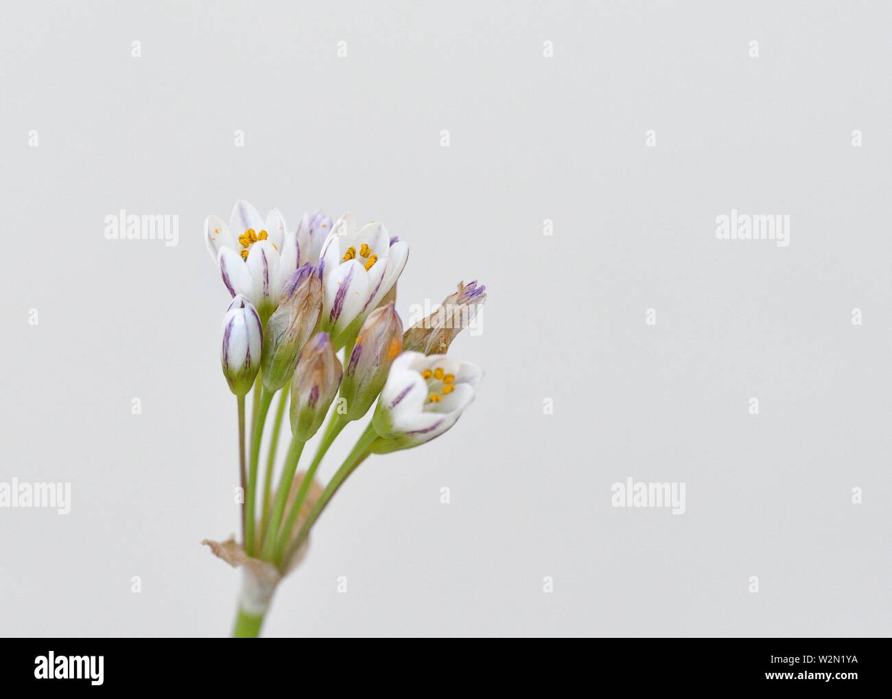 False Garlic Flowers High Resolution Stock Photography and Images - Alamy