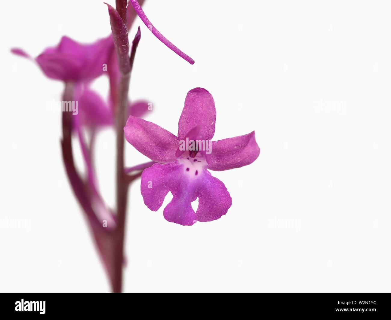 Crete greece flower Cut Out Stock Images & Pictures - Alamy