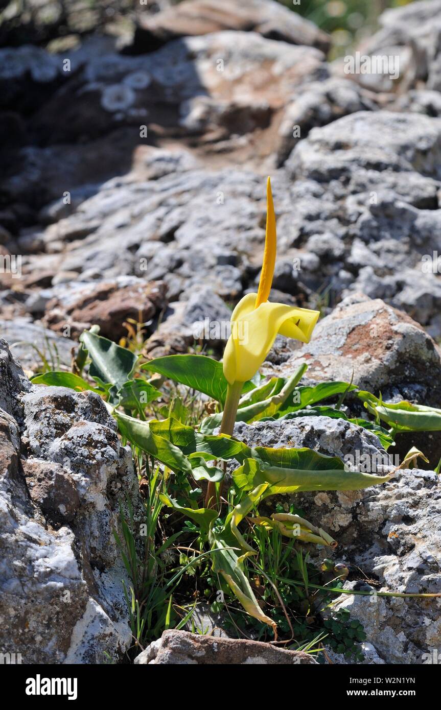 Cretan wild flower hi-res stock photography and images - Alamy