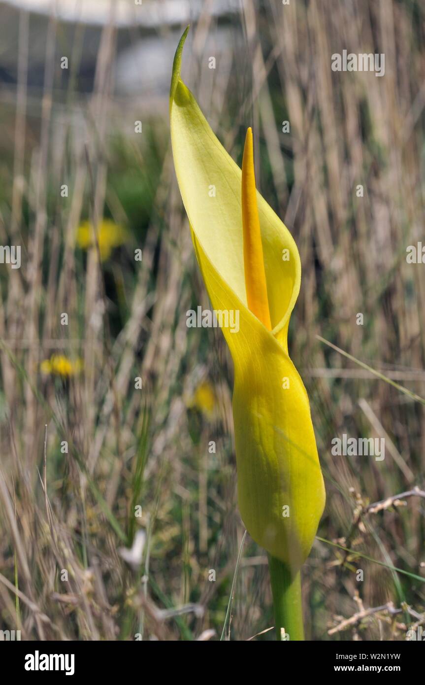 Cretan wild flower hi-res stock photography and images - Alamy