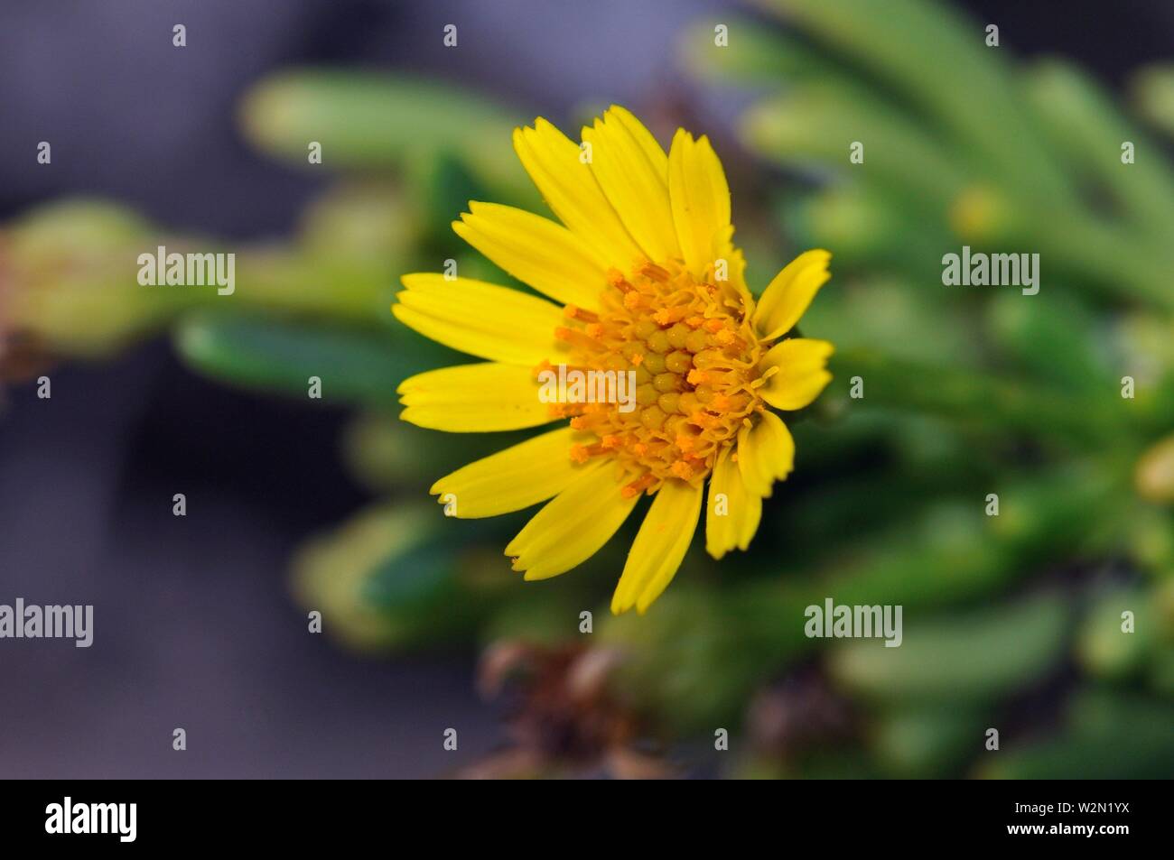 Inula crithmoides hi-res stock photography and images - Alamy