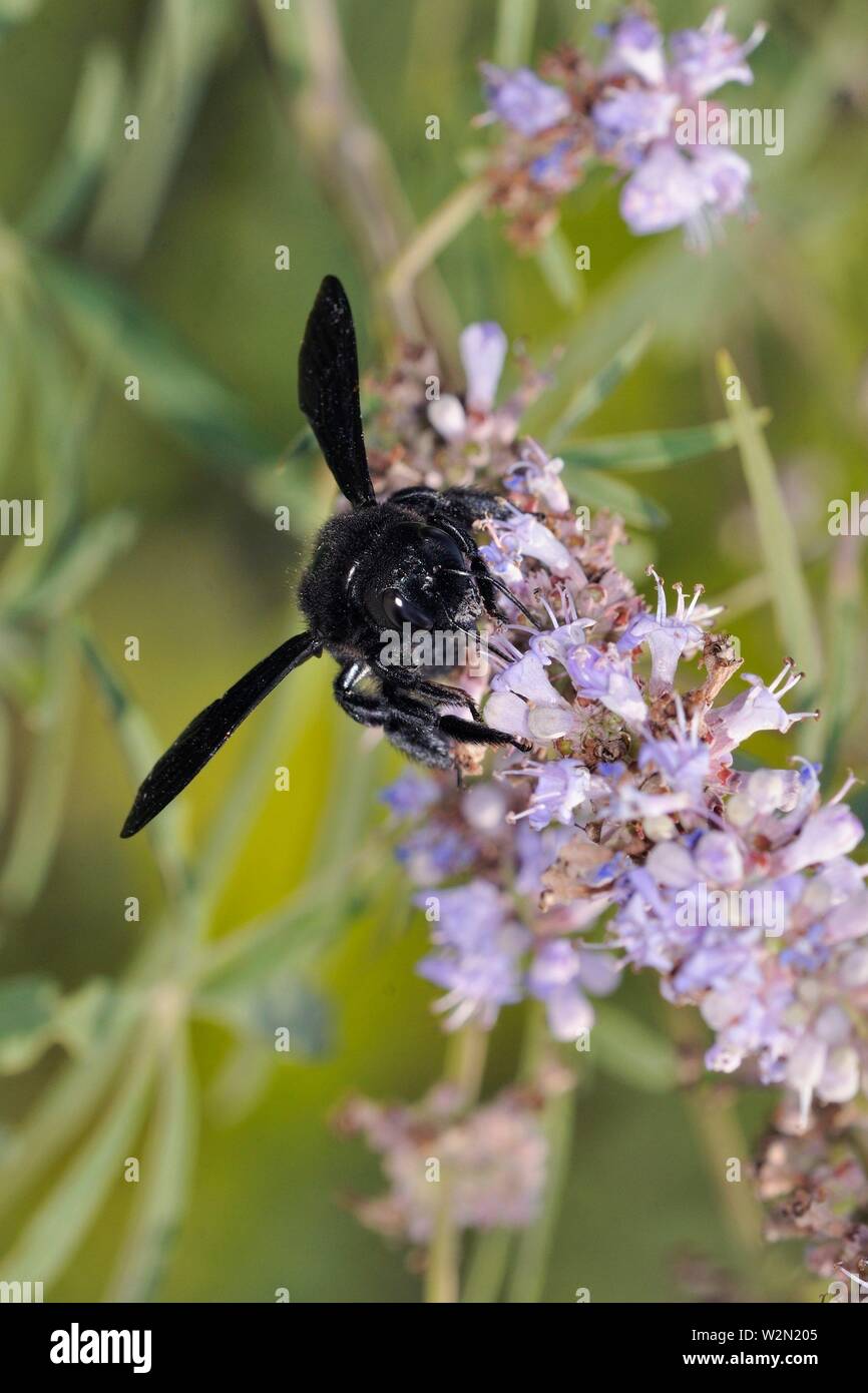 Carpenter Bees High Resolution Stock Photography and Images - Alamy