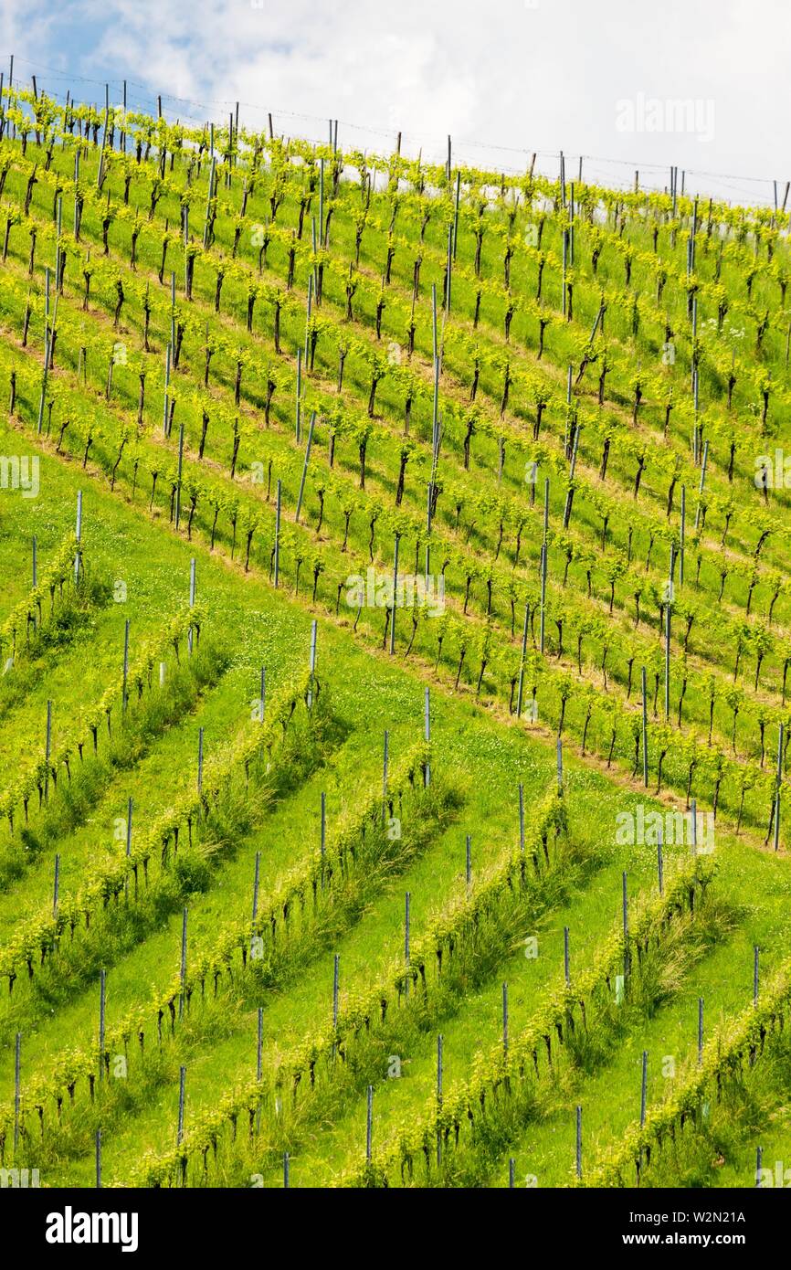 Grape vine border hi-res stock photography and images - Alamy