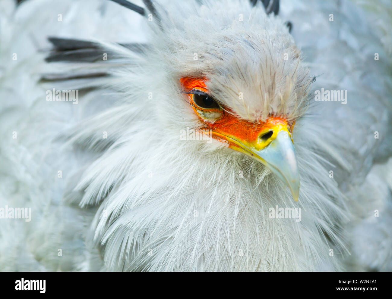 Secretary bird ecology hi-res stock photography and images - Alamy