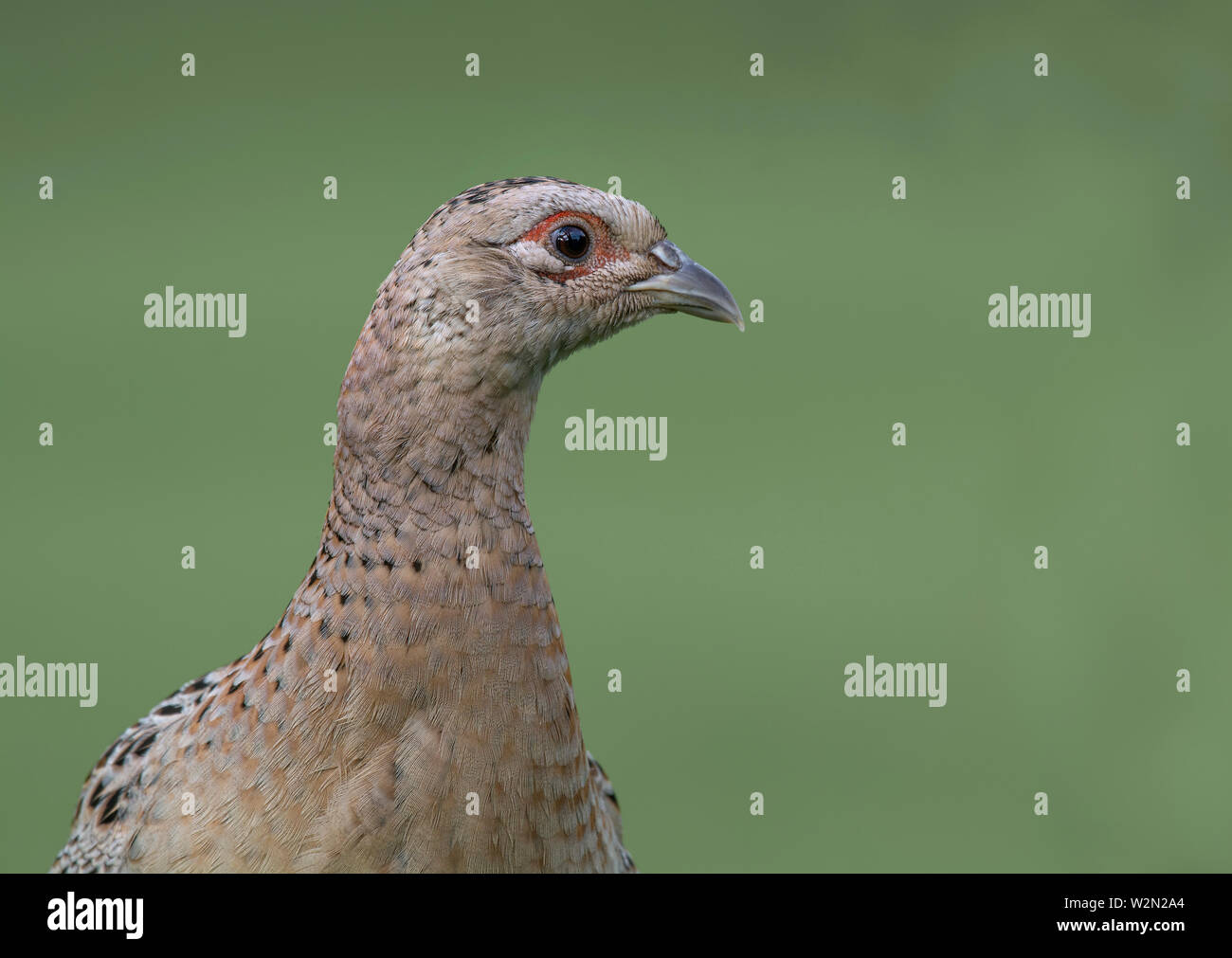 close up, portrait of Common pheasant / Ring-necked pheasant, Phasianus ...